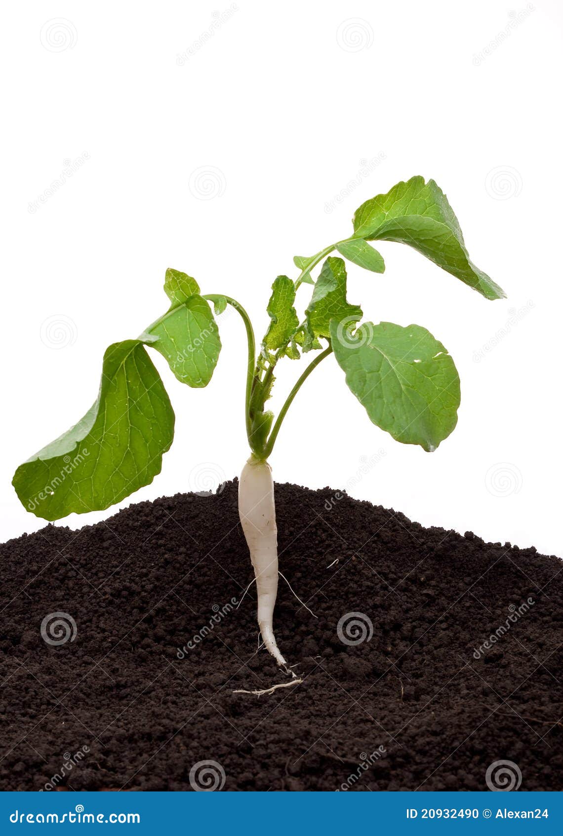 White radish in soil stock photo. Image of bundle, nature - 20932490