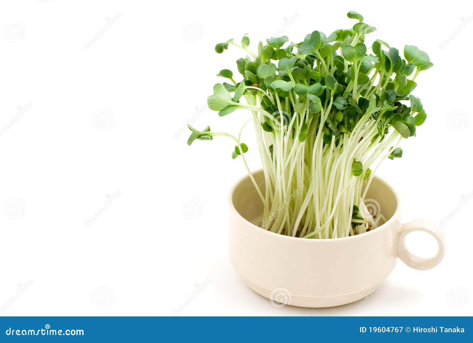 White radish sprouts stock image. Image of young, food - 19604767