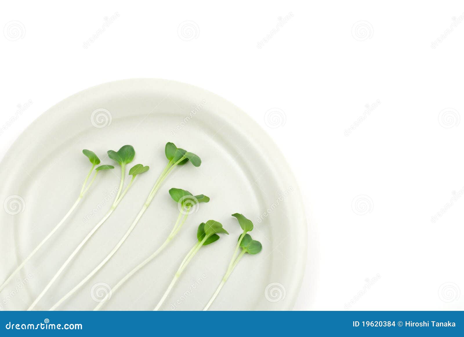 White radish sprouts stock photo. Image of fresh, plate - 19620384
