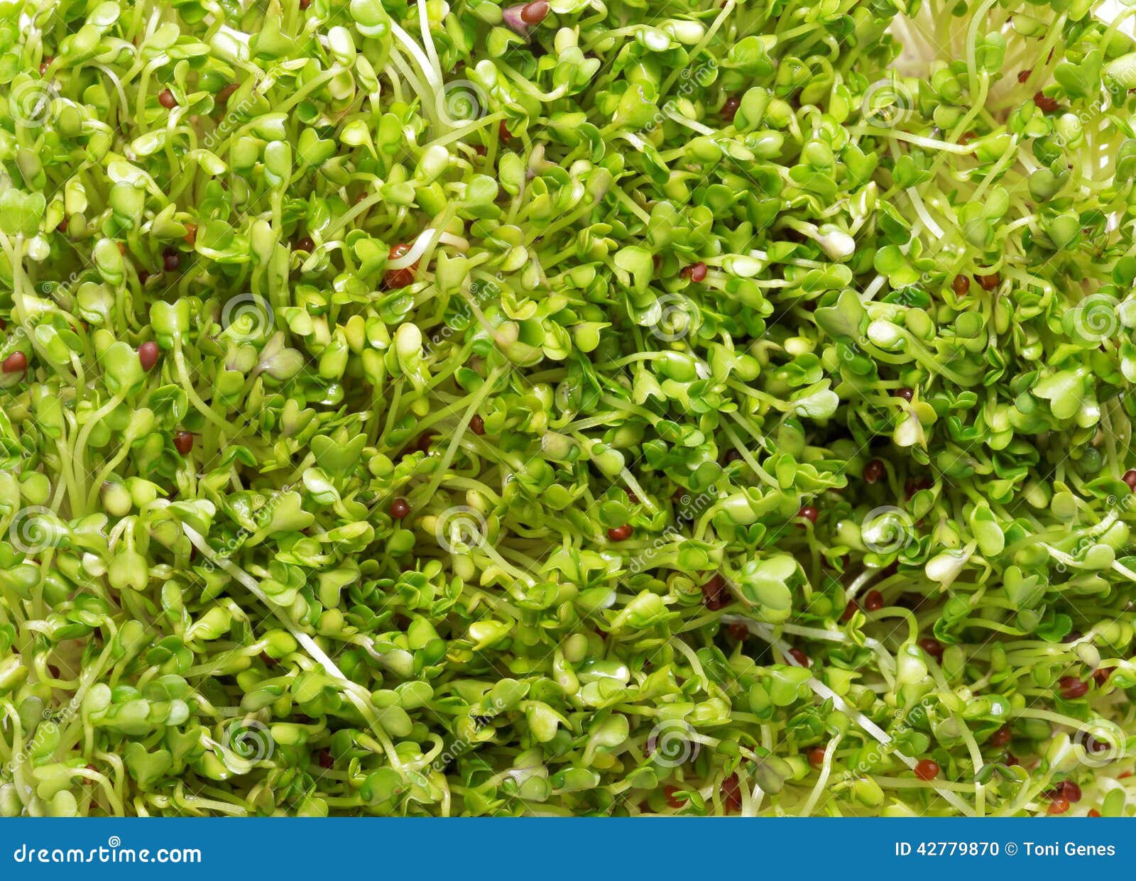 White radish sprouts stock photo. Image of salad, growth - 42779870