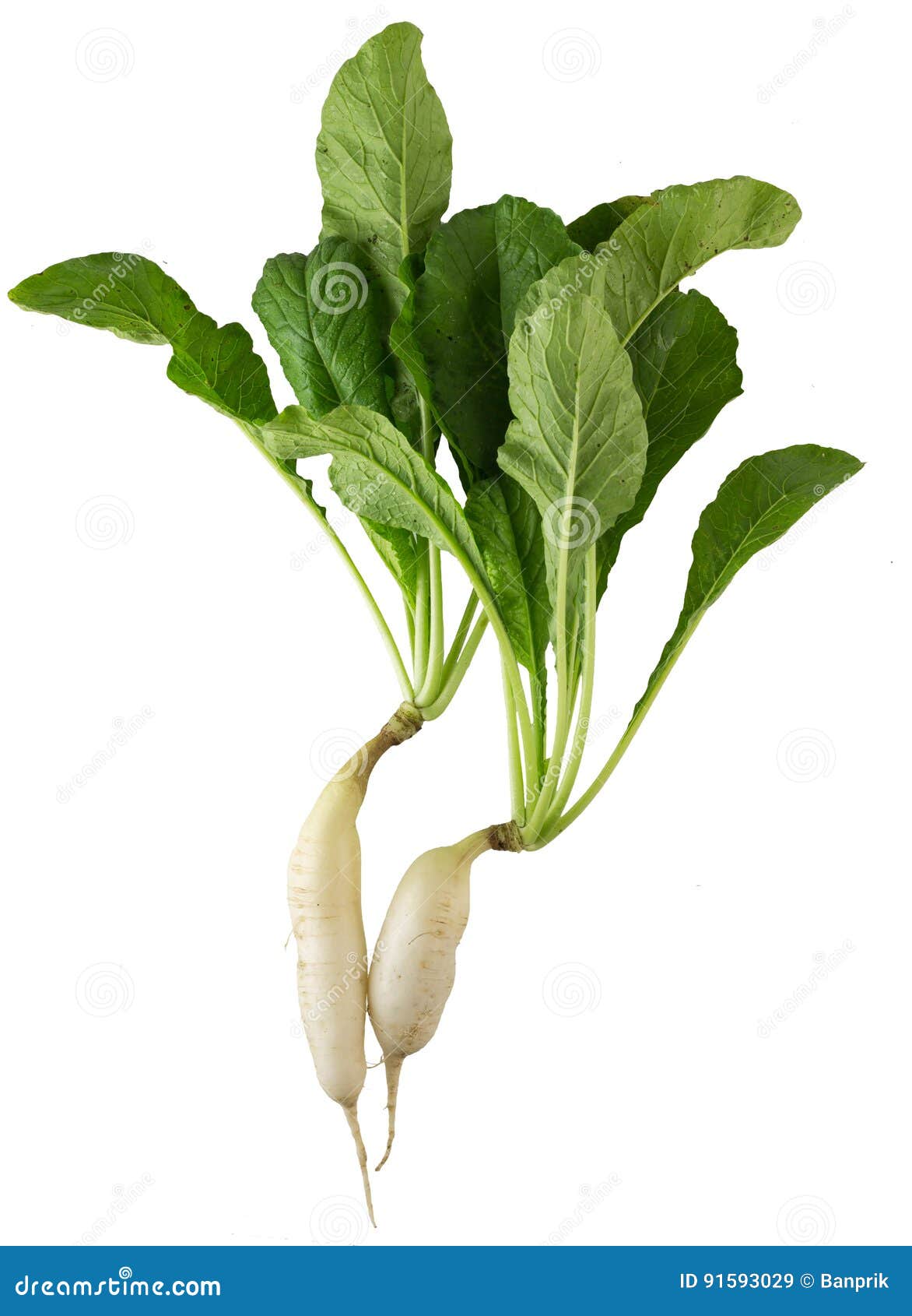 White radish on white stock image. Image of leaf, root - 91593029