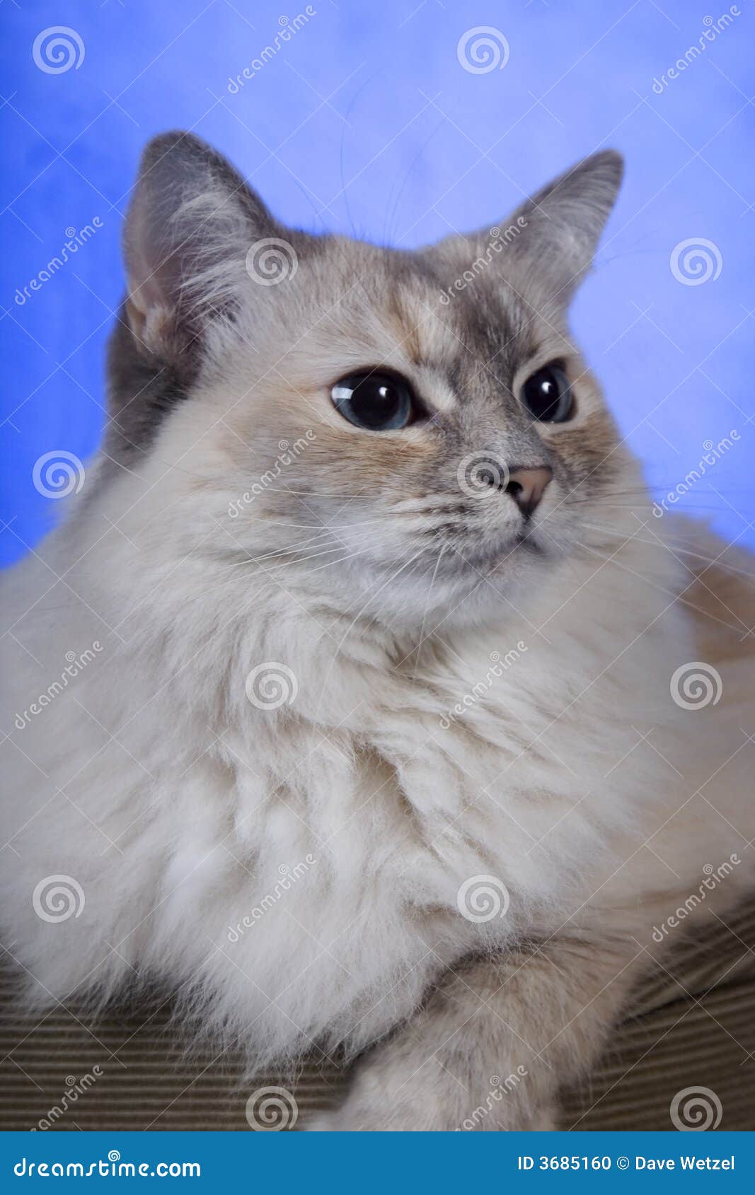 White ragdoll cat stock photo. Image of pure, blue, companion - 3685160