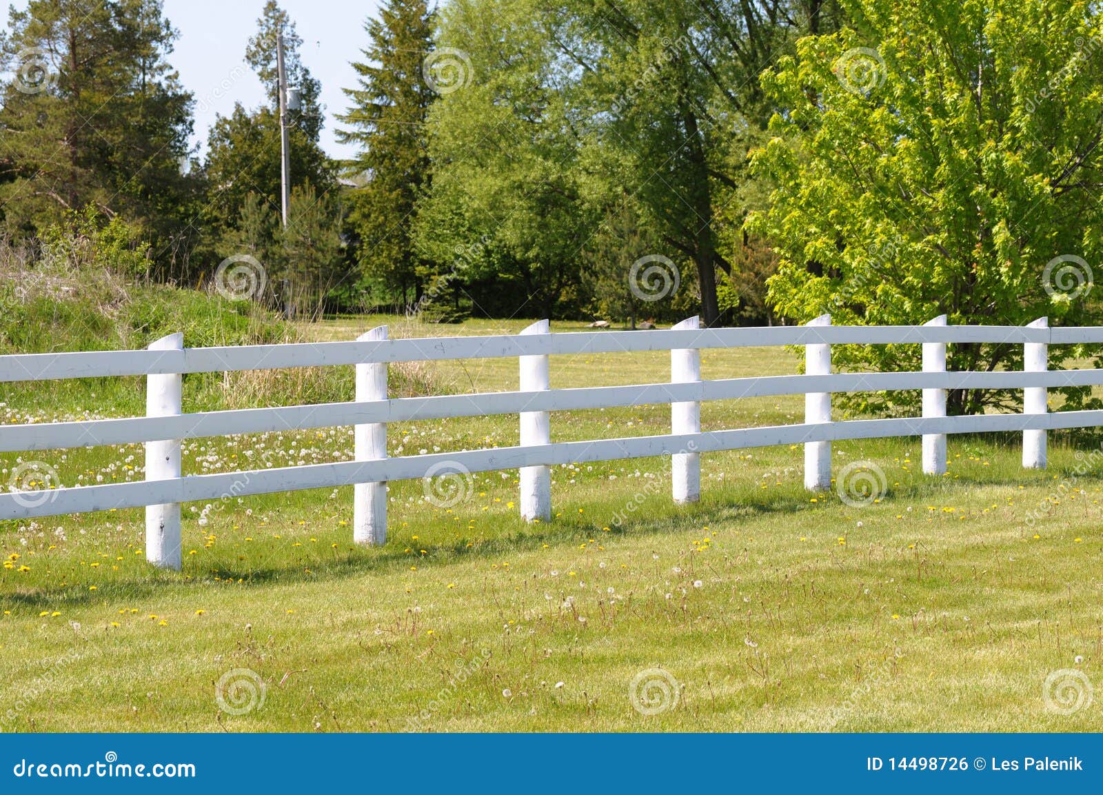 White rail fence stock photo. Image of tree, meadow, fence - 14498726