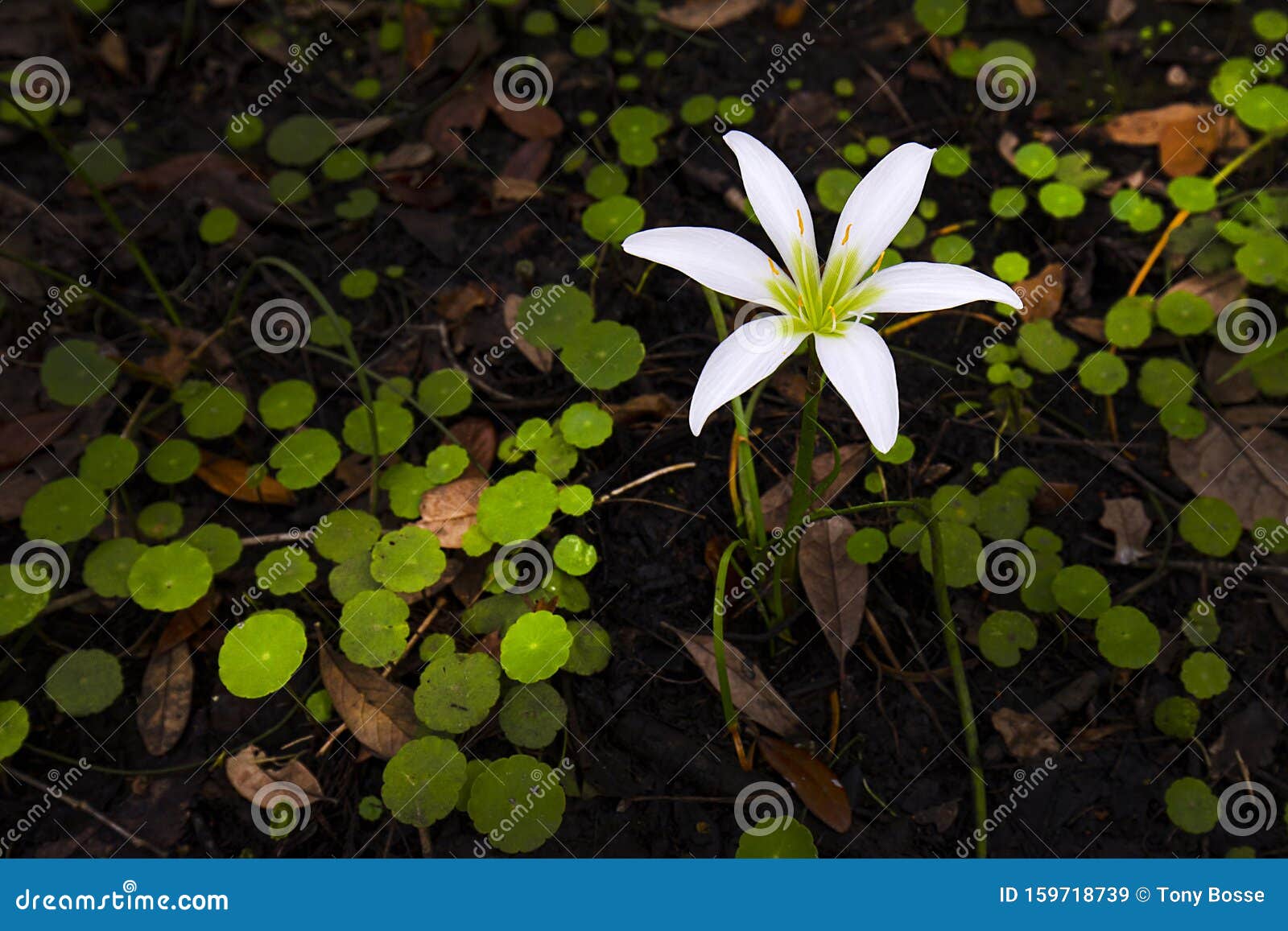 White Rain Lilly Closeup on Forest Floor Stock Image - Image of floral ...