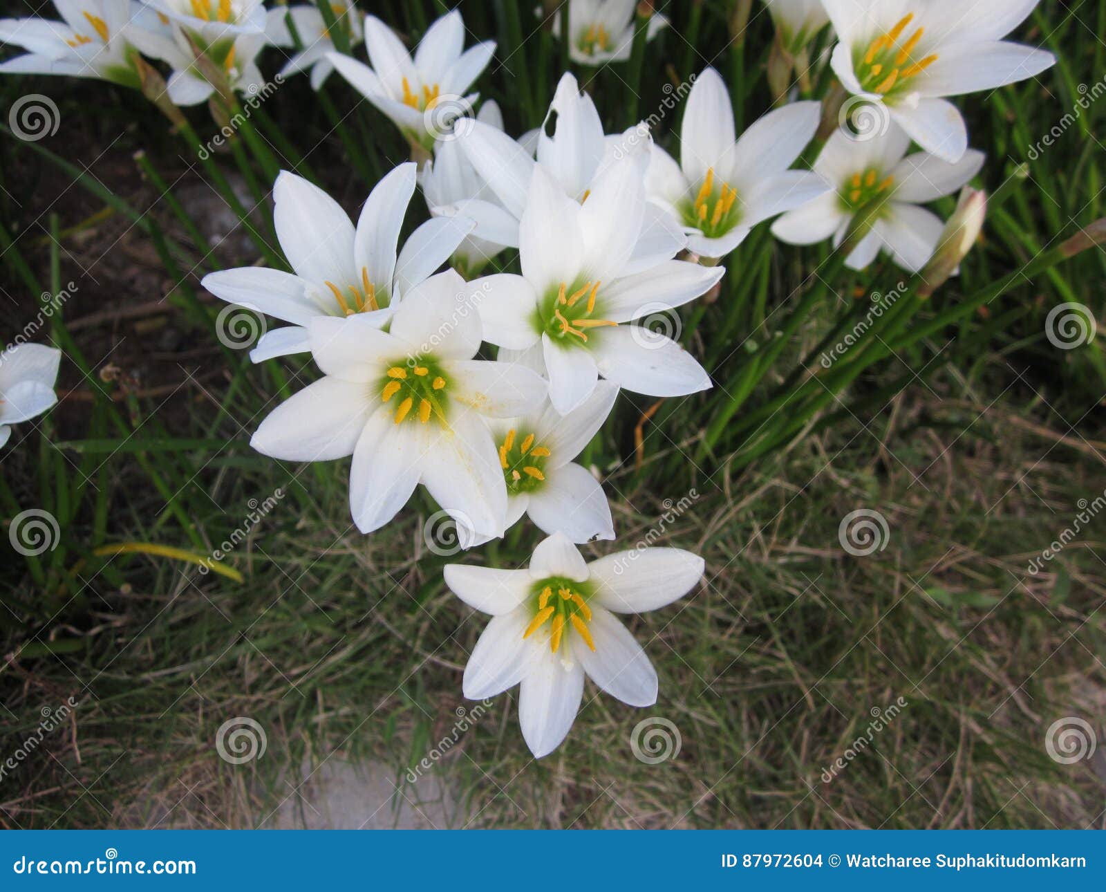 White rain lily flowers. stock photo. Image of close - 87972604