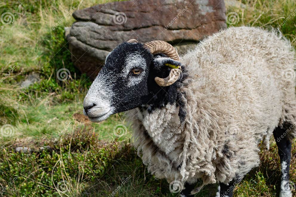 White Ram Eating Grasses on the Meadows Stock Image - Image of ...