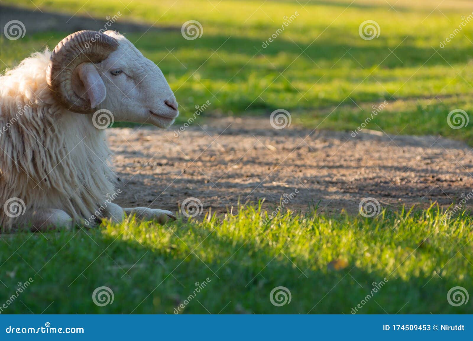 White Ram on field stock image. Image of agriculture - 174509453
