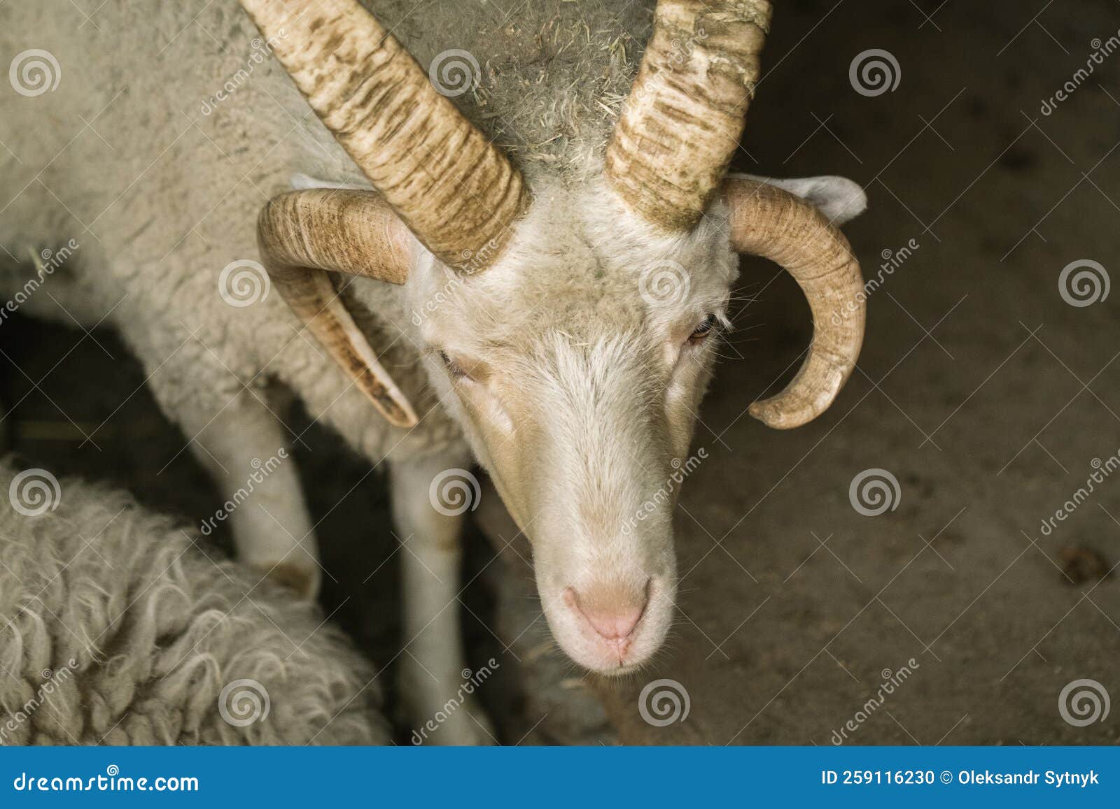 White Ram with Four Horns in a Paddock at the Farm. Four Horned Jacob ...