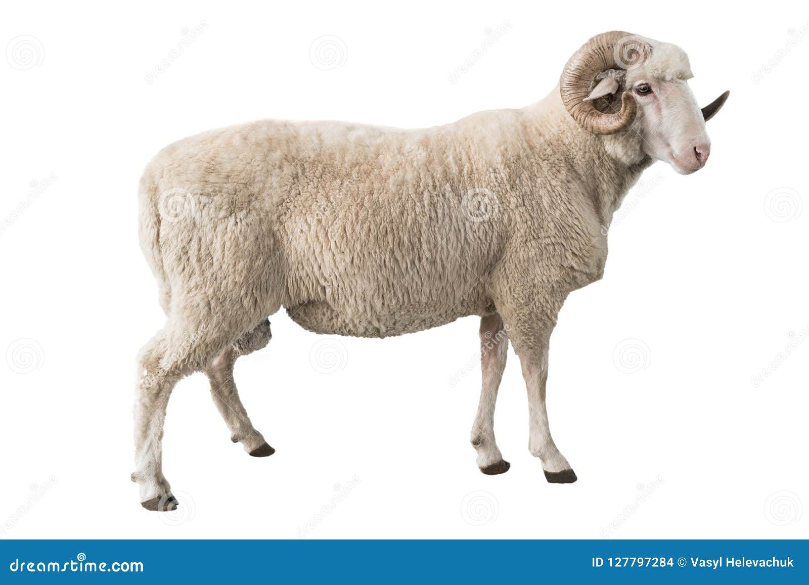 White ram isolated stock photo. Image of rural, agriculture - 127797284