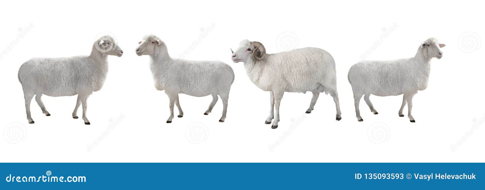 White Ram and Sheep Isolated Stock Image - Image of portrait, nature ...
