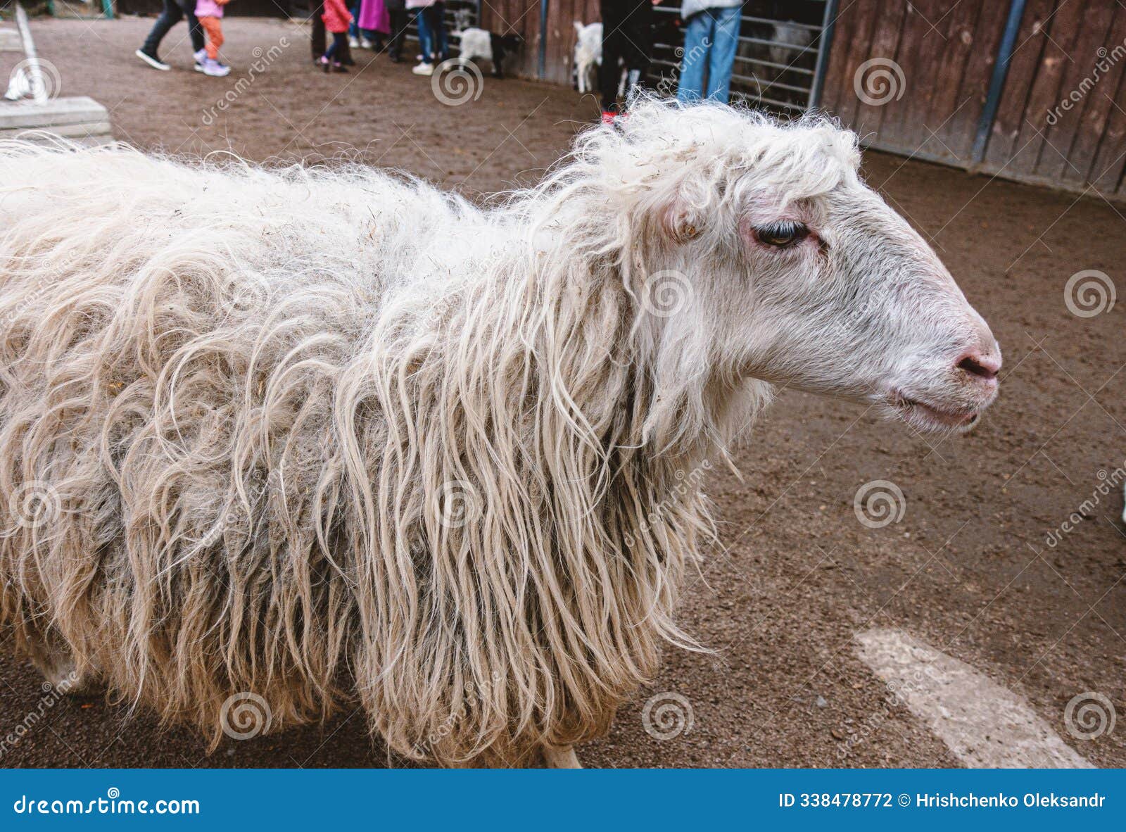 A White Ram Walks Around the Territory of the Paddock on the Farm Stock ...