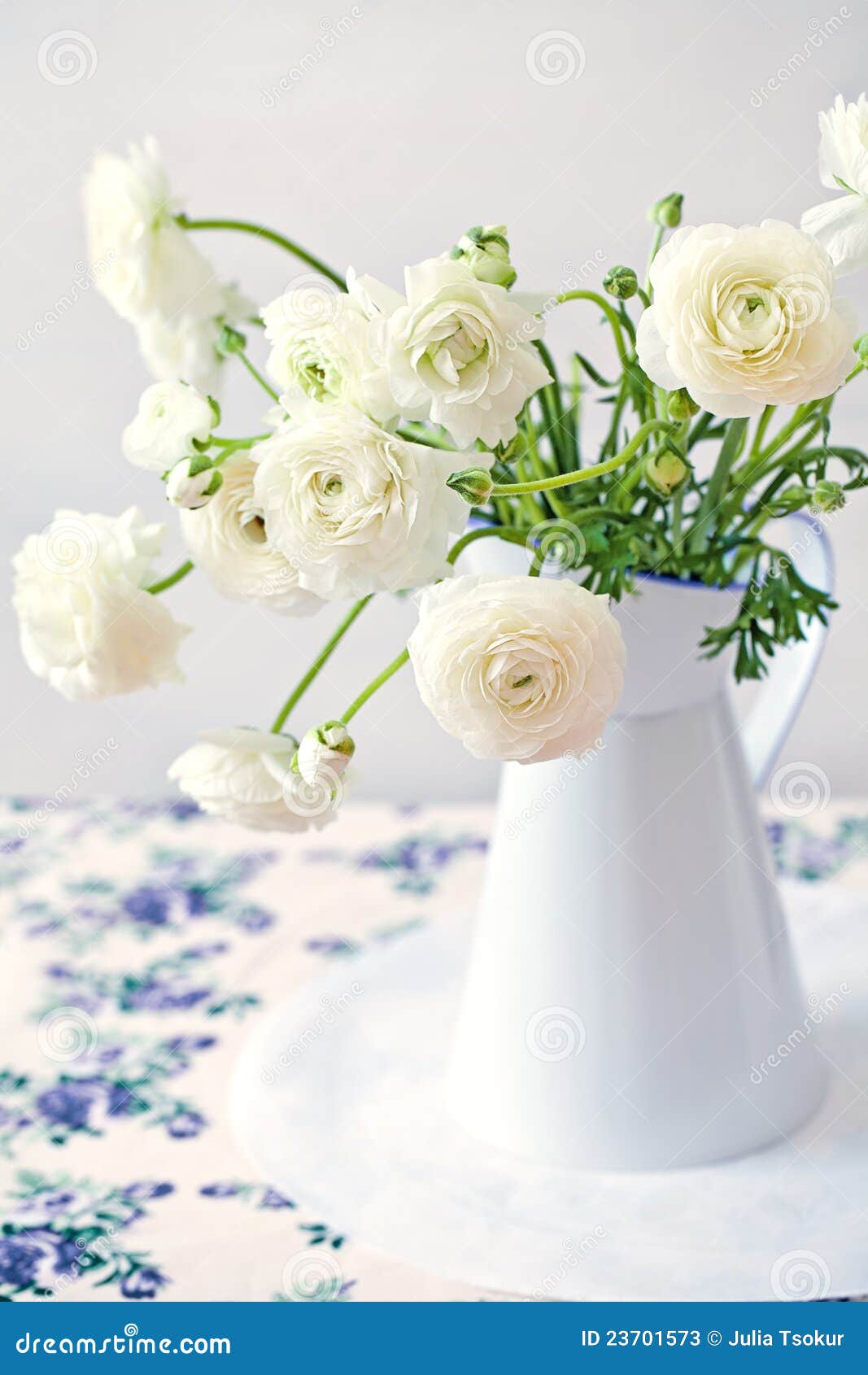 White Ranunculus flower stock image. Image of beautiful - 23701573
