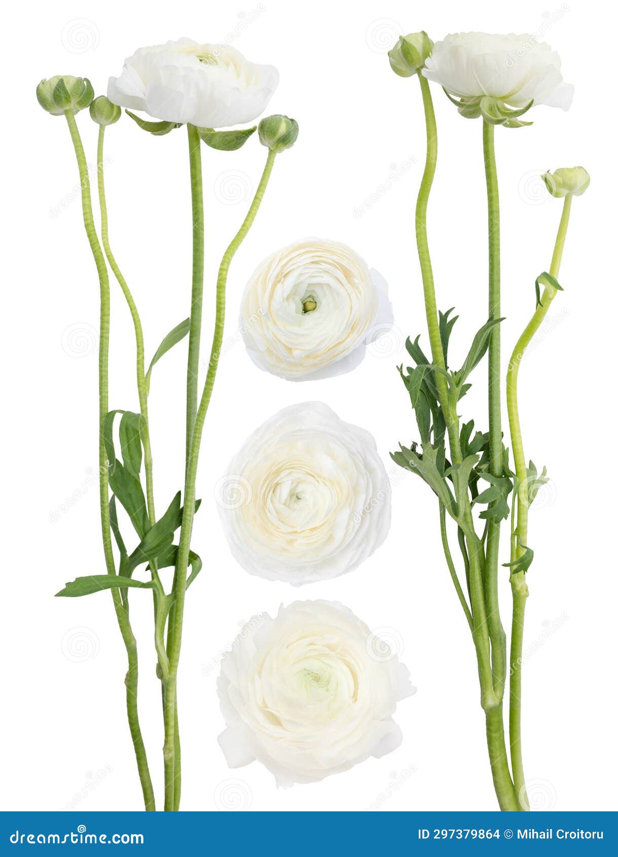 White Ranunculus Isolated on a White Background Stock Photo - Image of ...
