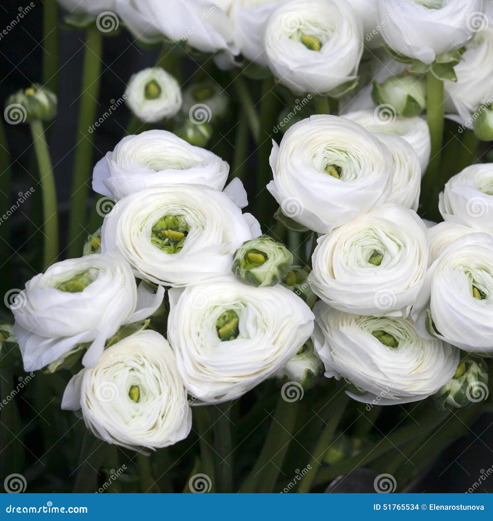 White Ranunculus (persian Buttercup) Stock Photo - Image of leaf ...