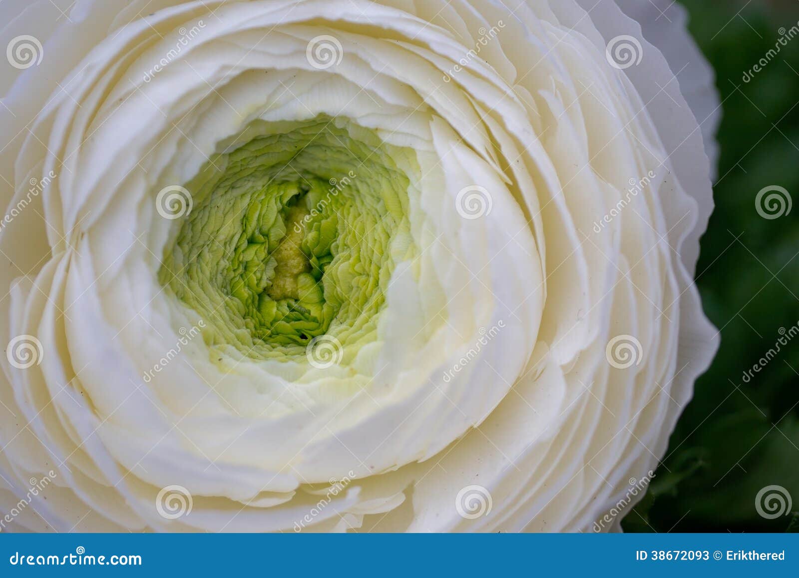 White ranunculus stock image. Image of white, green, grow - 38672093