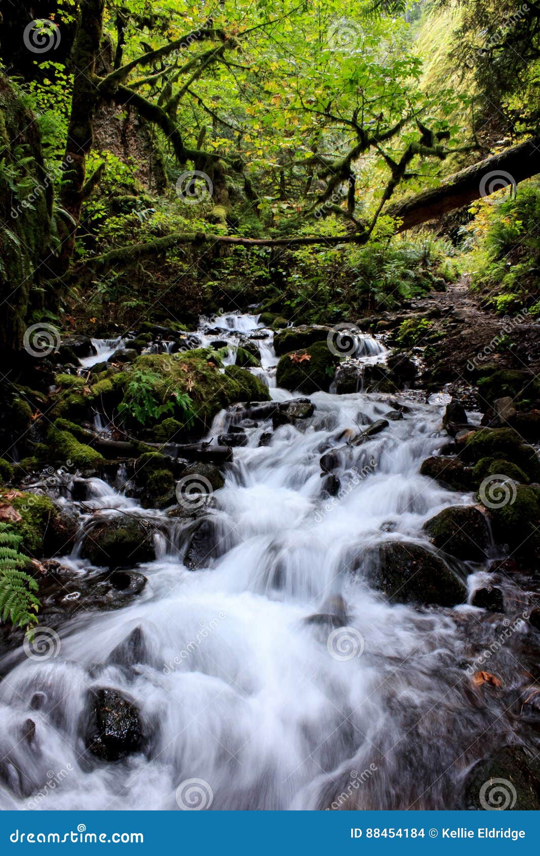 White Rapids on a Shaded Stream Stock Photo - Image of whitewater ...