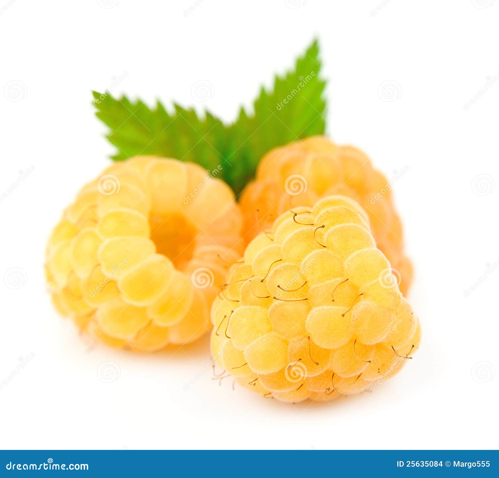 White raspberry stock photo. Image of leaf, raspberry - 25635084