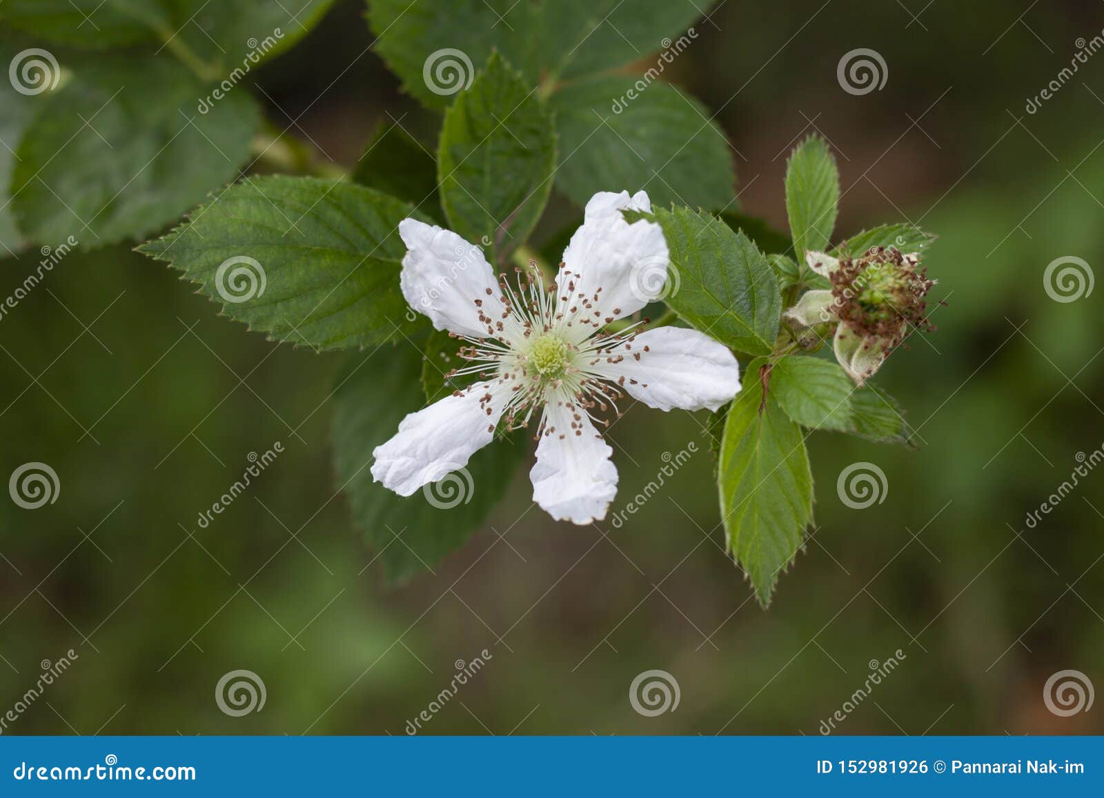 White Raspberry Flower Bloom on Tree in the Garden on Blur Nature ...
