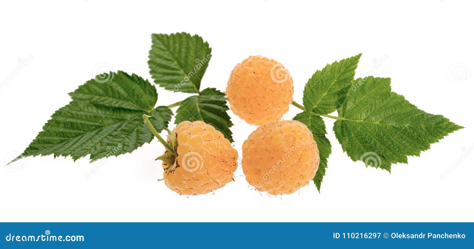 White Raspberry Fruits with Leafs Isolated on White Background Stock ...