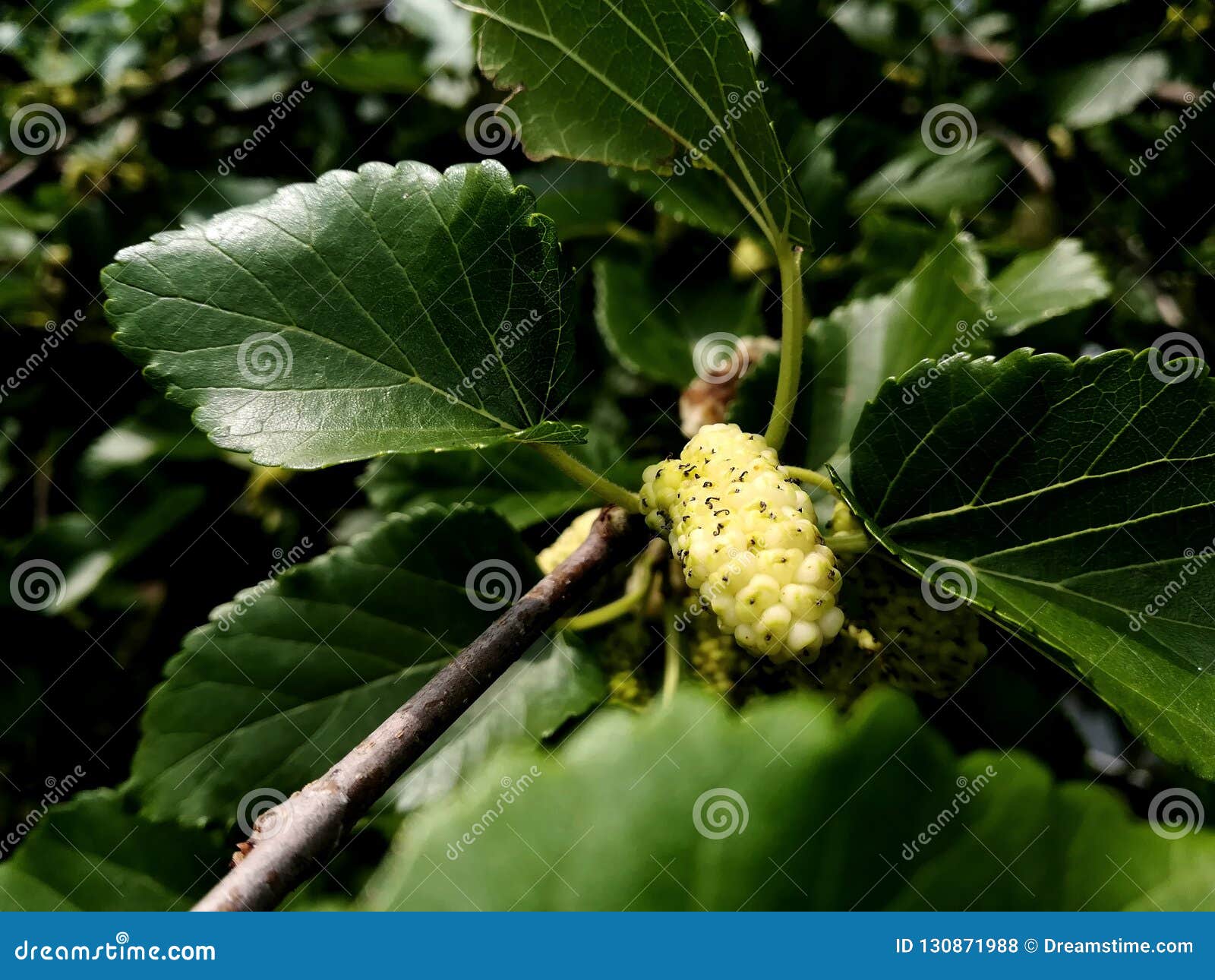White Raspberry Growing in the Spring Stock Photo - Image of high ...