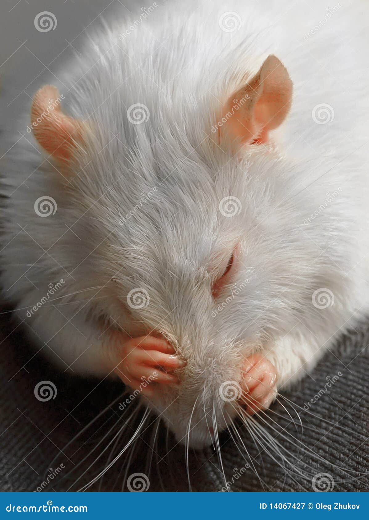 White rat stock image. Image of fluffy, face, animal - 14067427