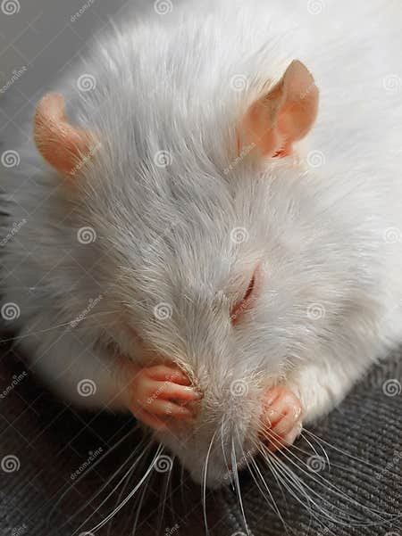 White rat stock image. Image of fluffy, face, animal - 14067427