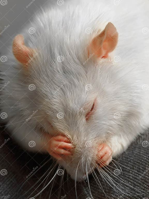 White rat stock image. Image of fluffy, face, animal - 14067427