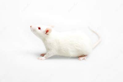 White rat stock image. Image of biology, rodent, medic - 20434561