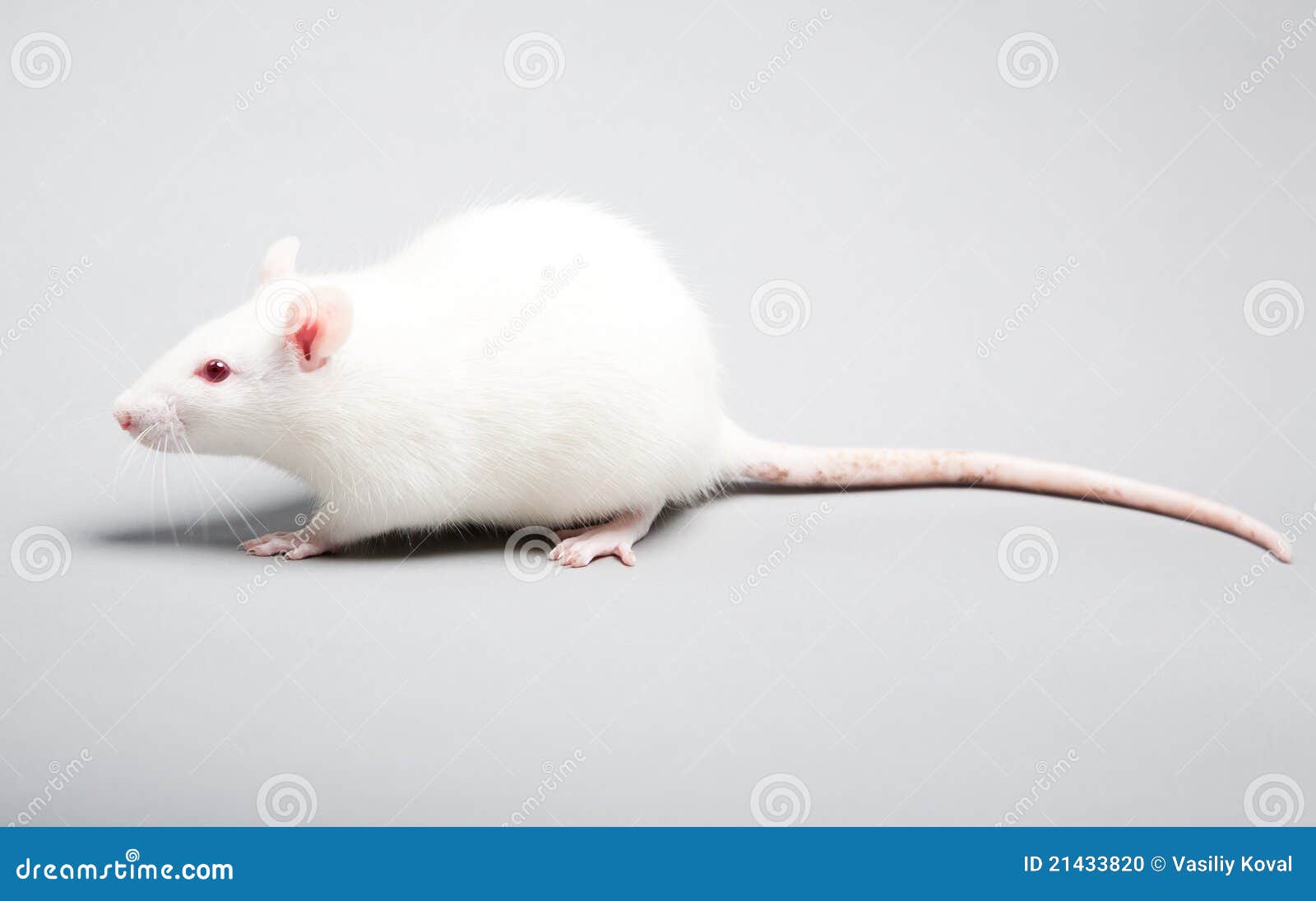 White rat stock photo. Image of cute, tail, medic, laboratory - 21433820