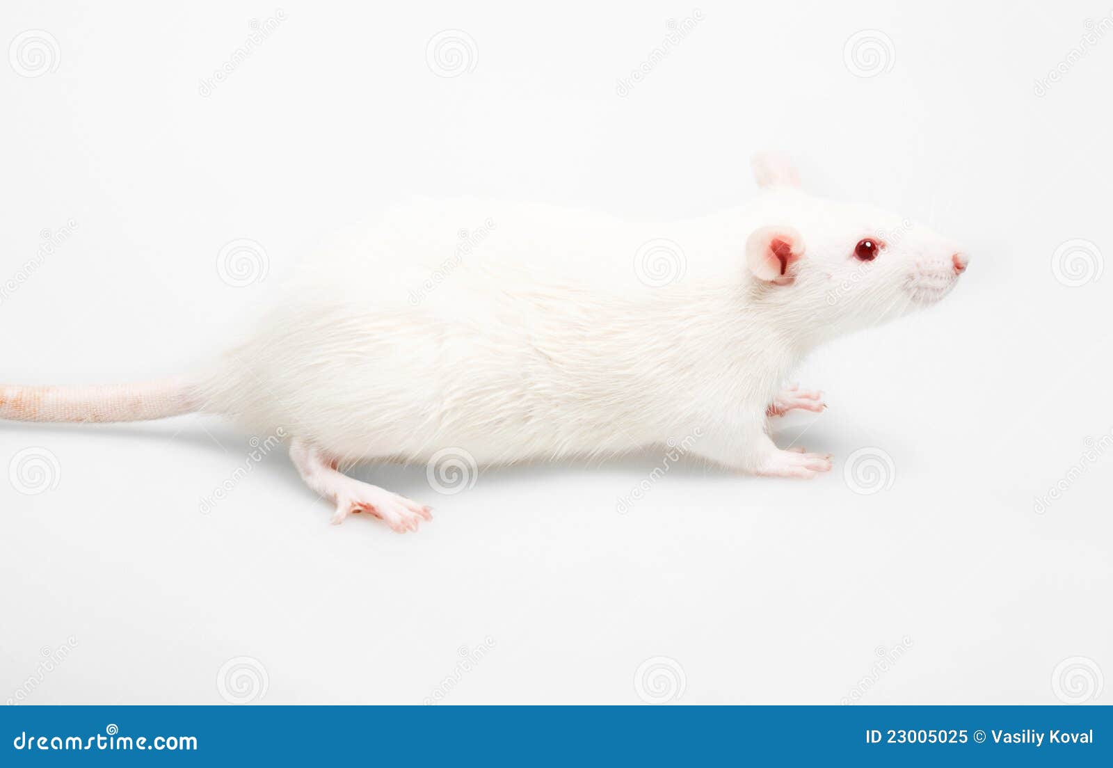 White rat stock image. Image of animal, wister, albino - 23005025