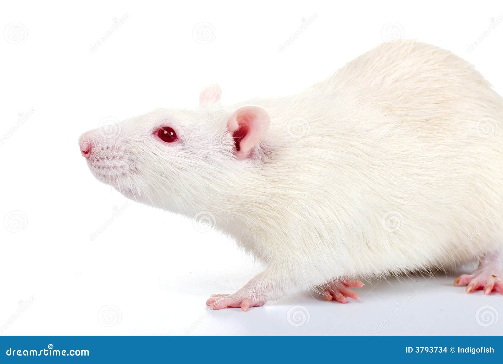 White rat stock photo. Image of curiosity, portrait, rodent - 3793734