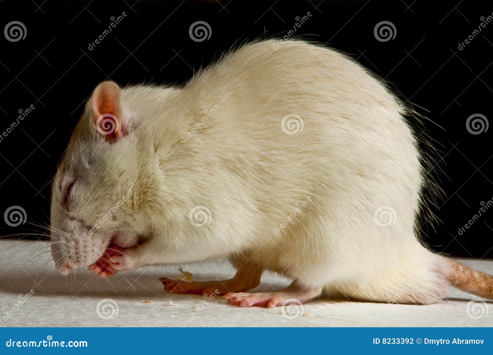 White rat stock photo. Image of feeds, furry, nibbling - 8233392