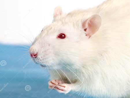 White rat stock image. Image of spot, furry, portrait - 8718229