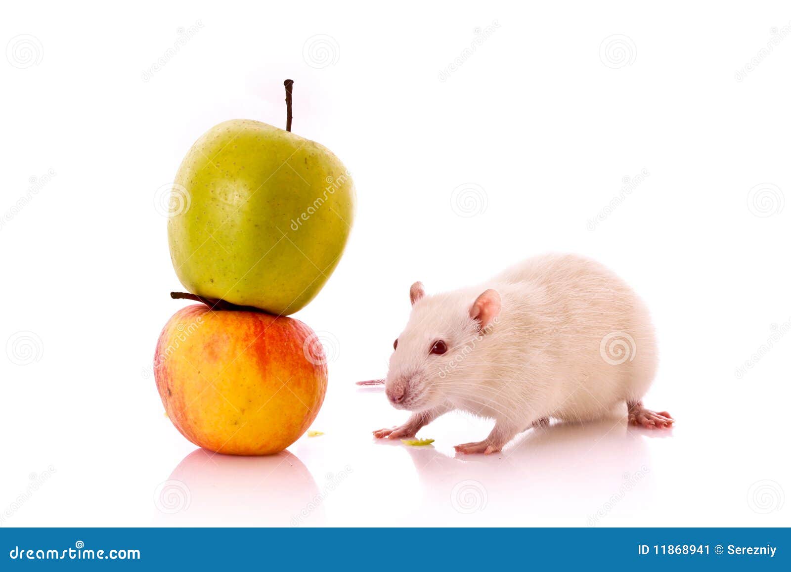 White Rat and Apple Isolated Stock Image - Image of mouse, funny: 11868941