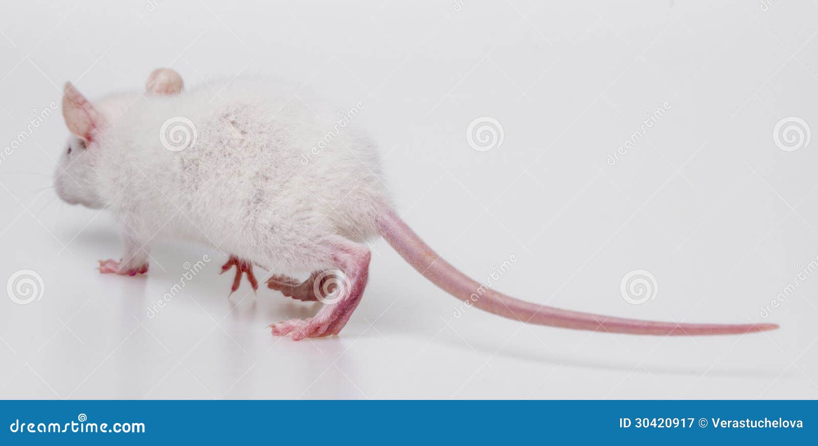 White rat back side stock image. Image of infection, bread - 30420917