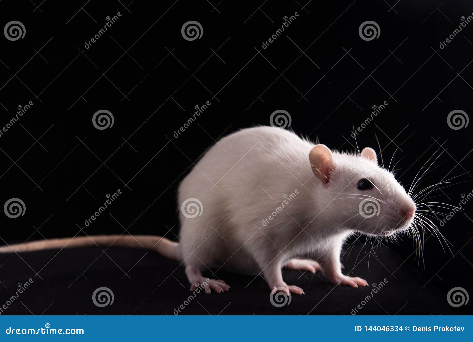 White Rat on a Black Background Close-up. Studio Stock Photo - Image of ...