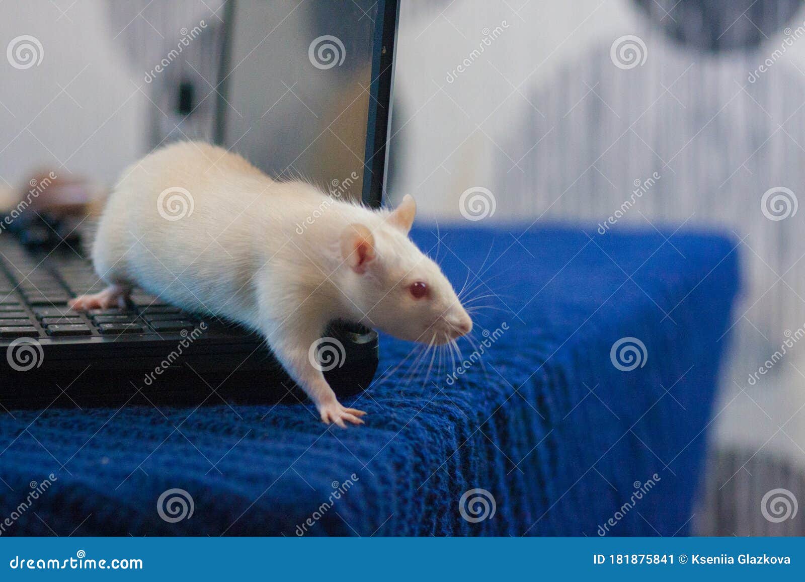 White rat on a blue stock image. Image of fast, symbol - 181875841