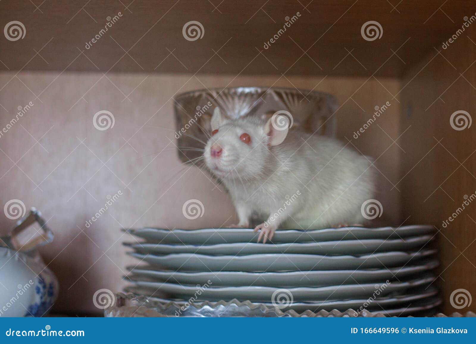 White Rat on Ceramic Plates. Symbol of 2020 Stock Photo - Image of ...