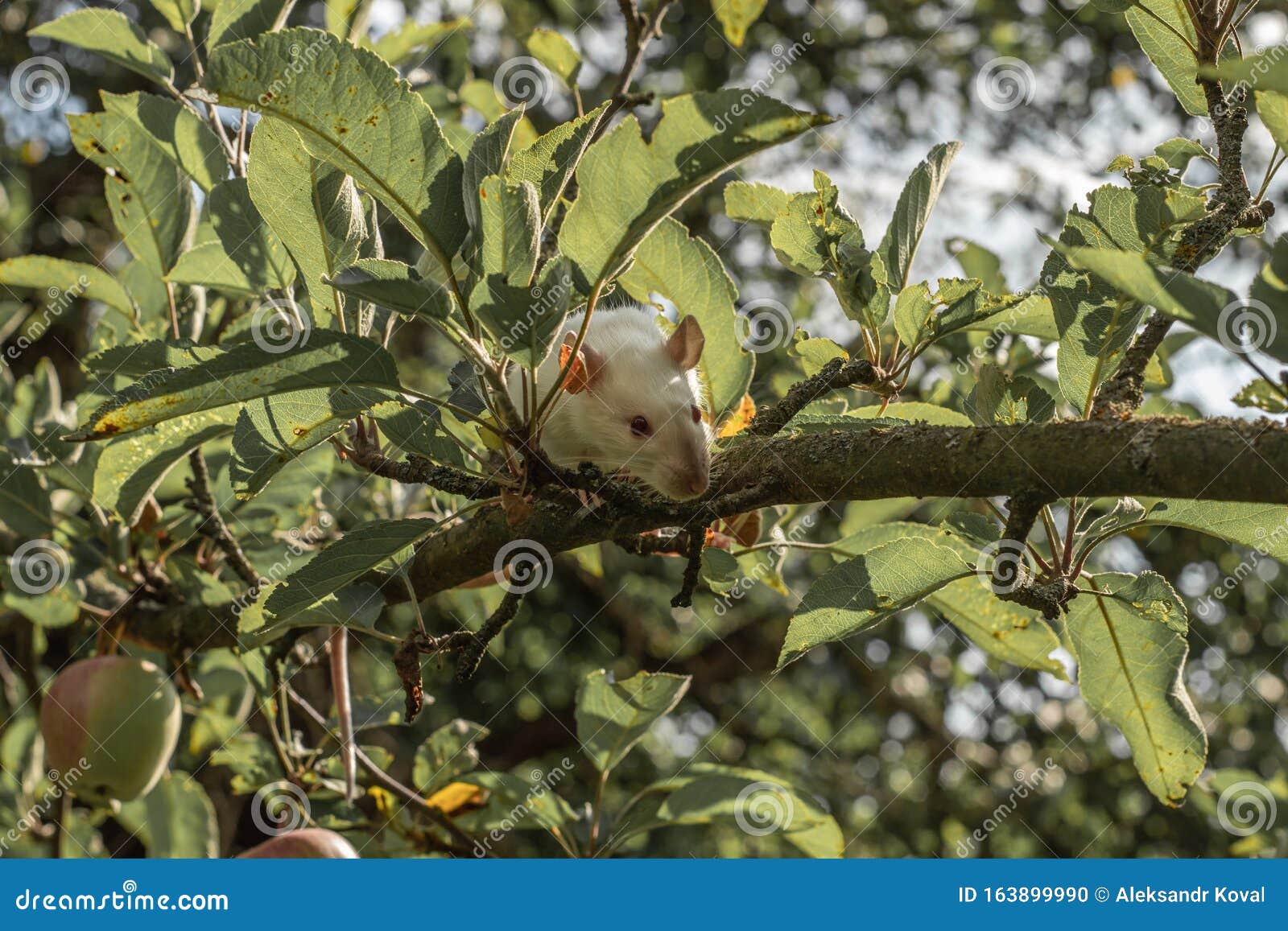 White Rat Climbs a Tree Branch. Rat on the Apple Tree Stock Photo ...