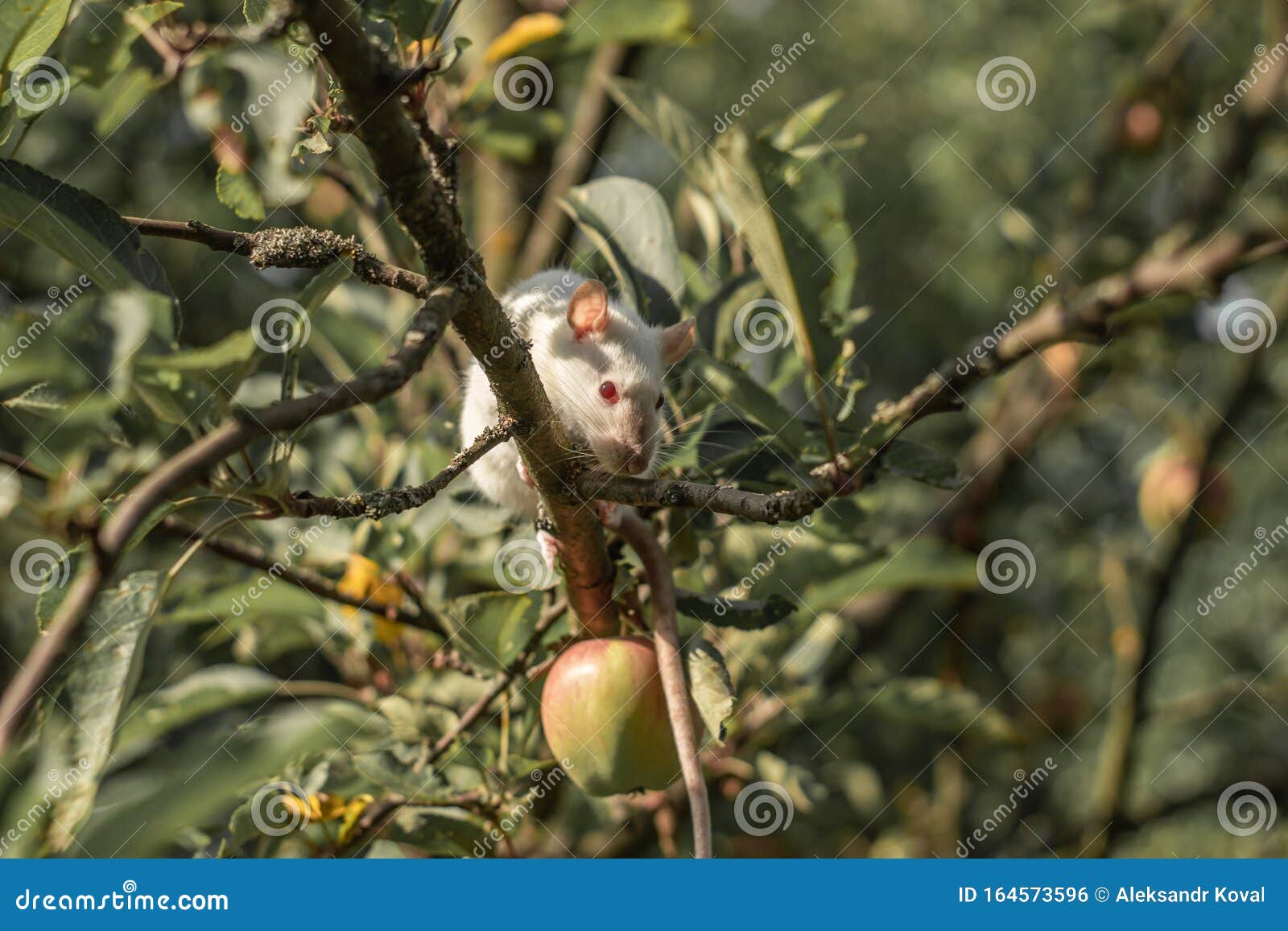 White Rat Climbs a Tree Branch. Rat on the Apple Tree Stock Photo ...