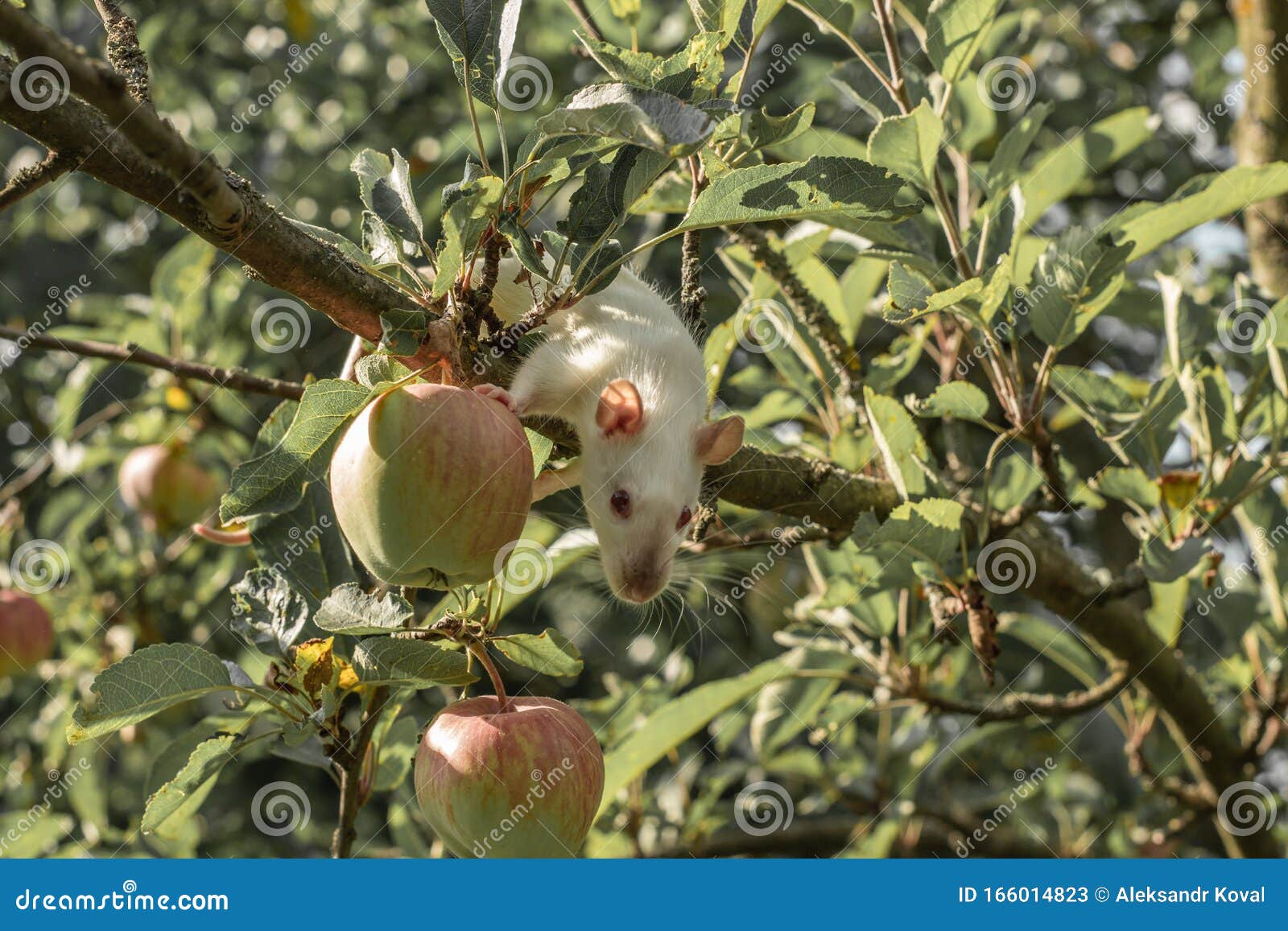 White Rat Climbs a Tree Branch. Rat on the Apple Tree Stock Image ...