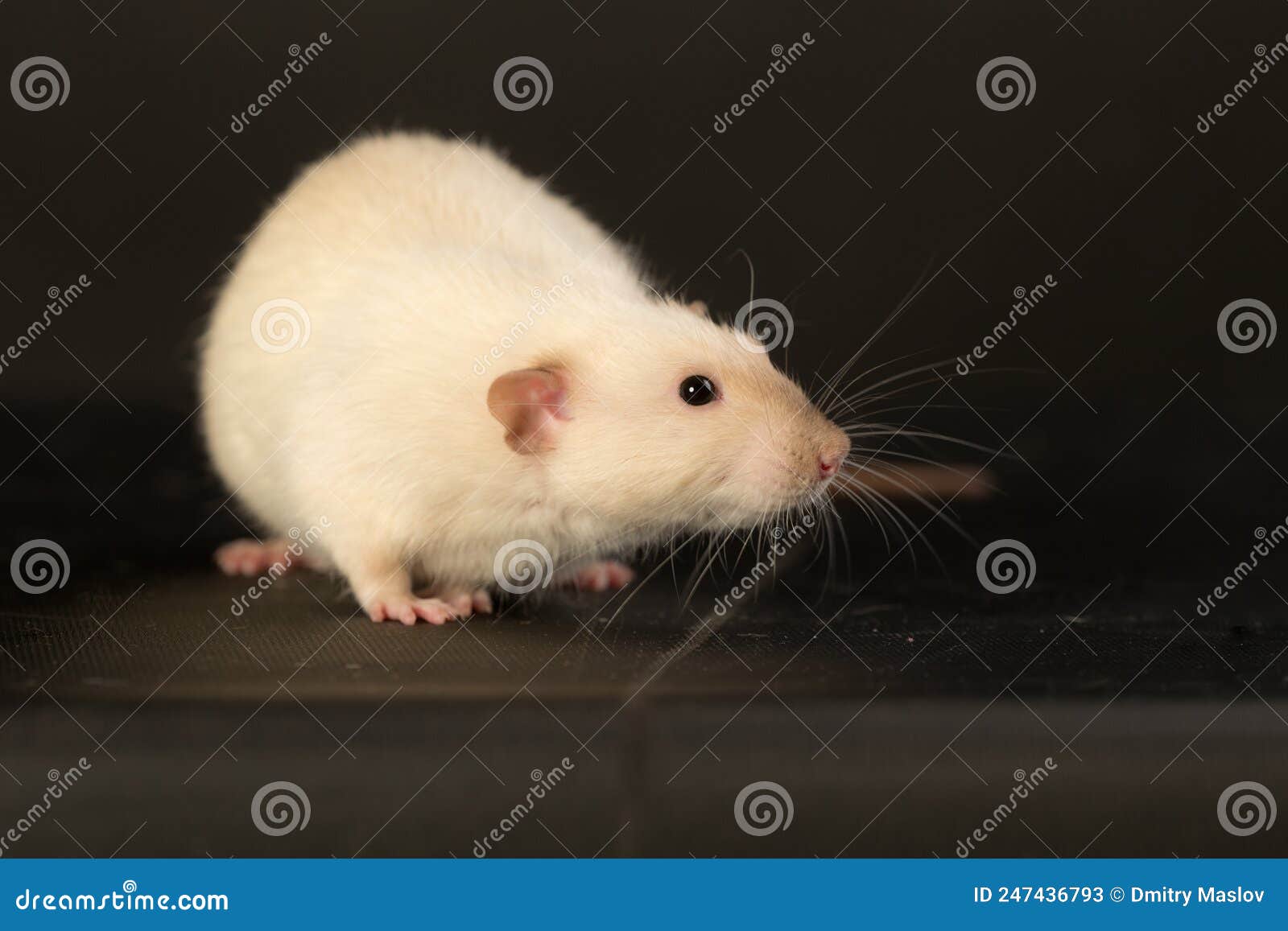 White rat closeup stock image. Image of black, whisker - 247436793