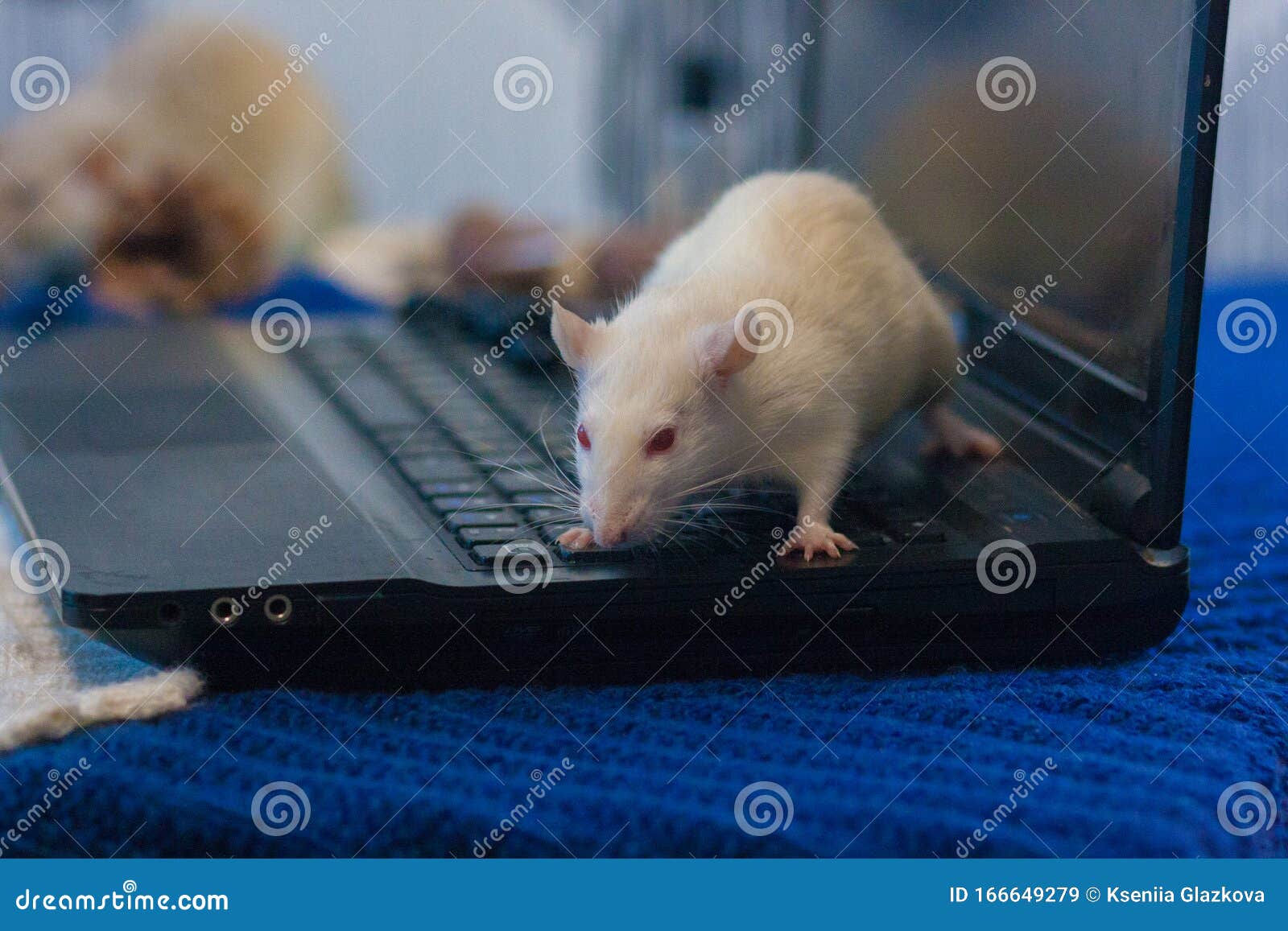 White Rat on a Computer Keyboard. Hacker and Hacking Sites Stock Image ...