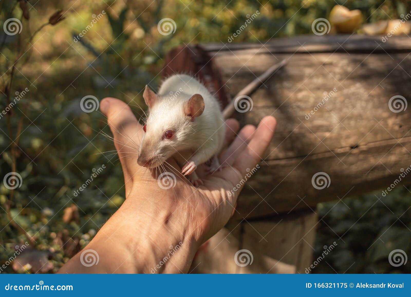 A White Rat Crawls on a Log. the Rodent is Looking for Food. the Rat is ...