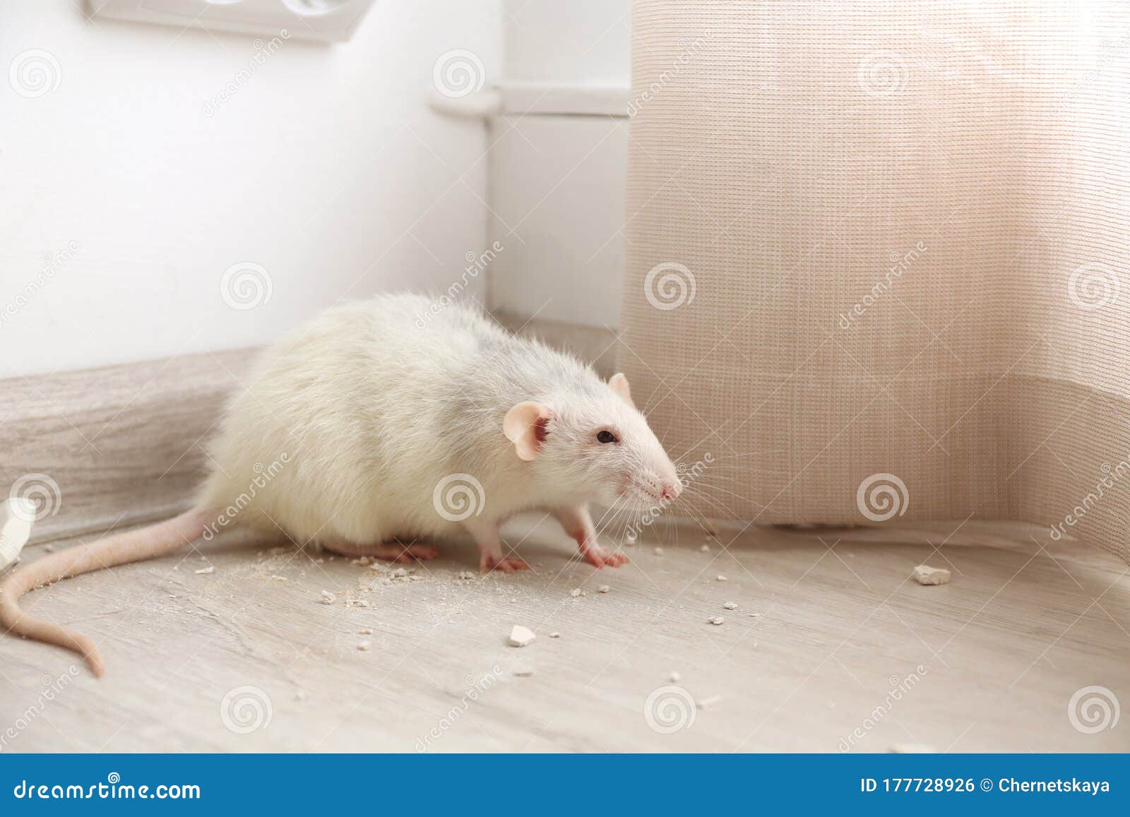 White Rat on Floor. Pest Control Stock Photo - Image of life, danger ...