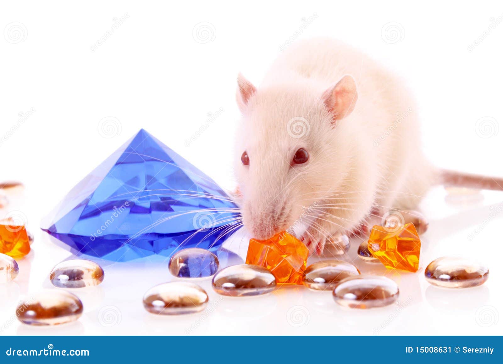 White rat with gems stock image. Image of colourful, details - 15008631