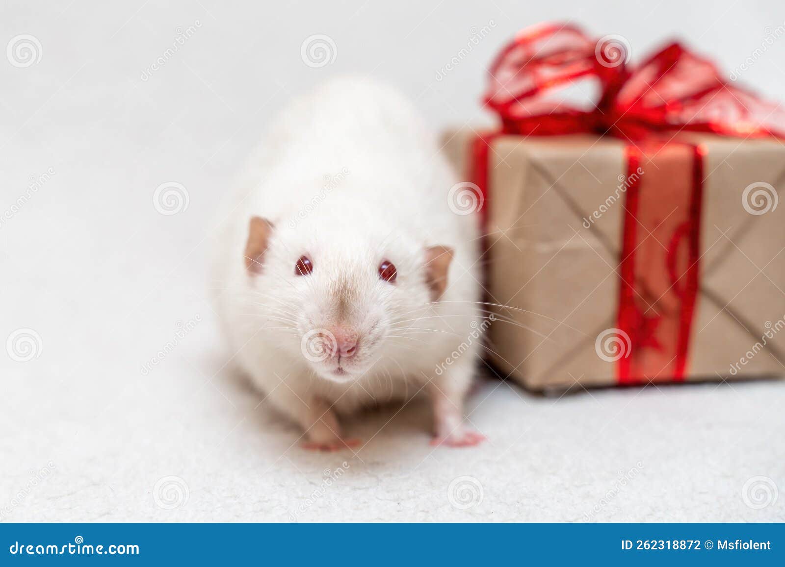 White Rat Gift. the Rat Sits on a White Carpet with a Gift Box with a ...