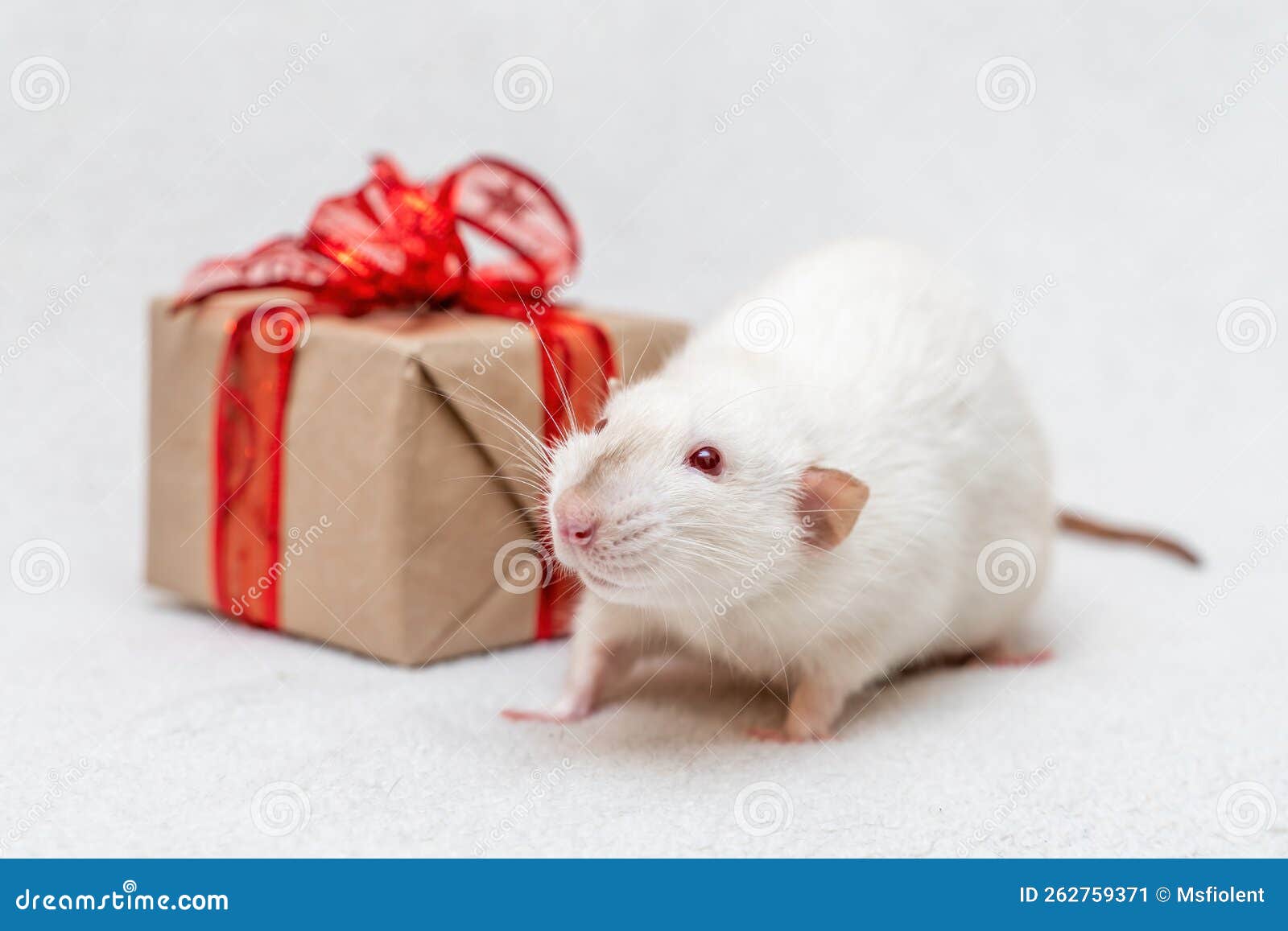White Rat Gift. the Rat Sits on a White Carpet with a Gift Box with a ...