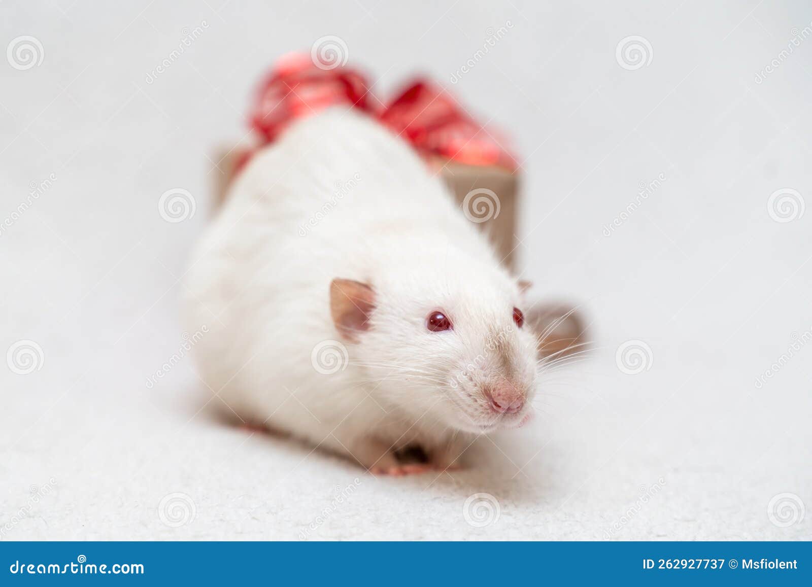 White Rat Gift. the Rat Sits on a White Carpet with a Gift Box with a ...