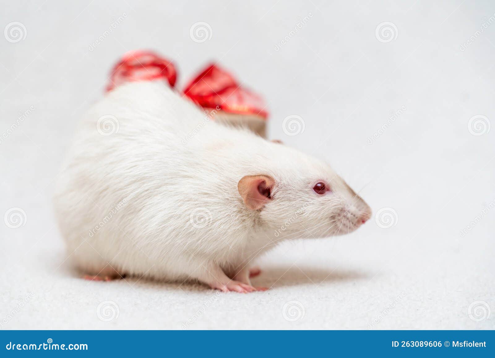 White Rat Gift. the Rat Sits on a White Carpet with a Gift Box with a ...